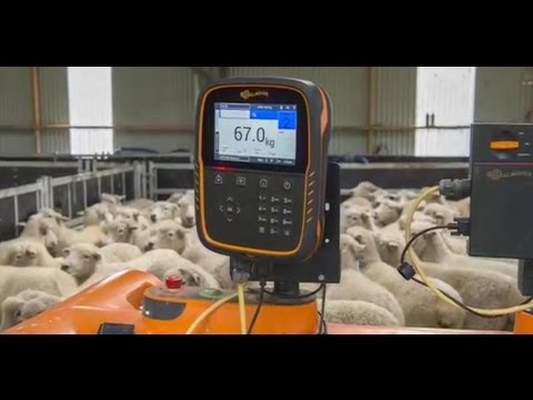 Gallagher Touch Screen Weigh Scales - Drafting sheep with the Gallagher Sheep Auto Drafter - YouTube