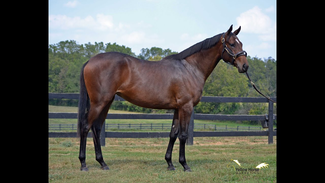 NOW SOLD!!! Thoroughbred Yearling Filly by TO HONOR AND SERVE - YouTube