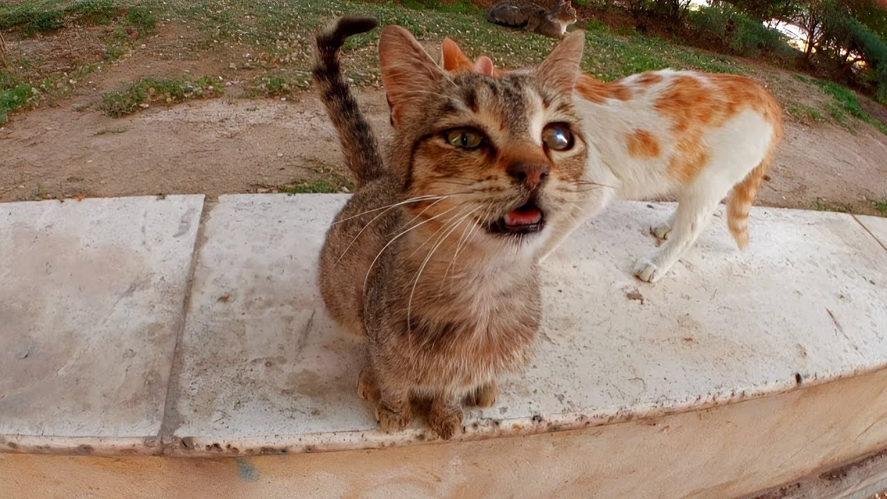 Incredibly Cute Stray Cats Need food by sweet meow - YouTube