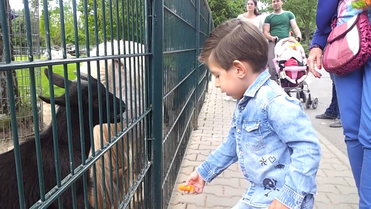 dam papa la caprite Opel zoo Mai 2014 - YouTube