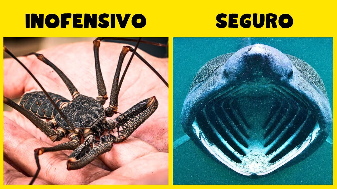 10 animales aterradores pero inofensivos - YouTube