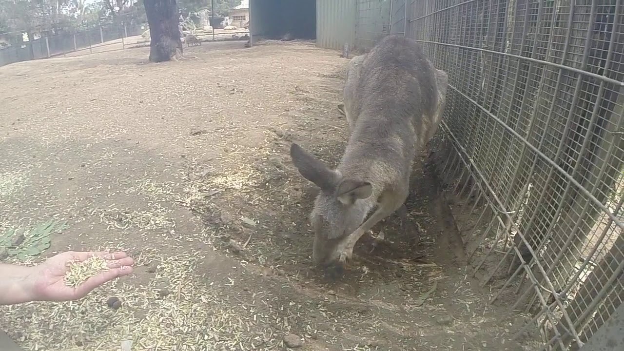 kangaroo digging - YouTube