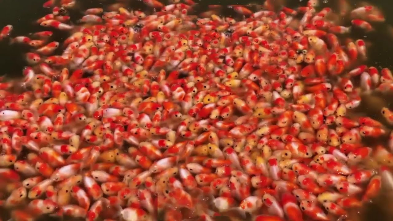 1 MILLION FISH at this gold Fish Farm. growing ponds & Breeding size ...
