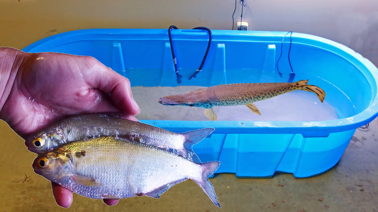 My Pet Alligator Gar Love Big Gizzard Shad! - YouTube