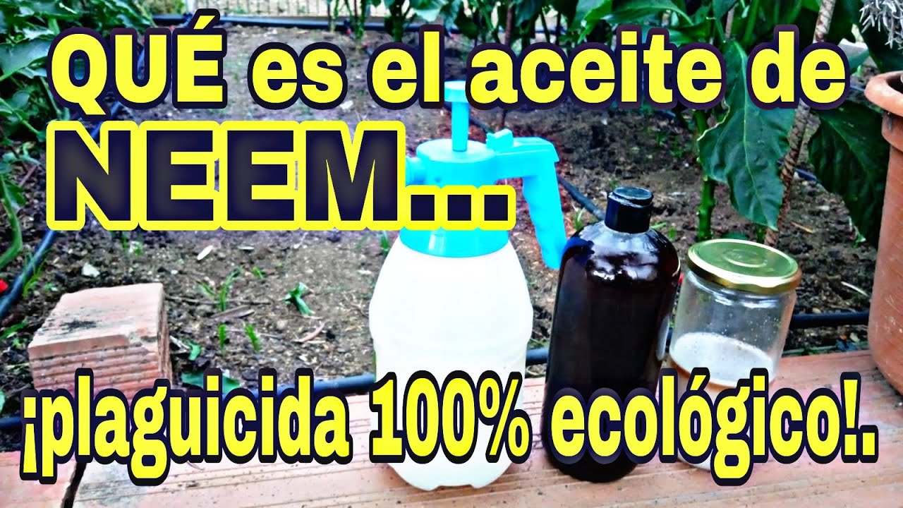 QUÉ ES EL ACEITE DE NEEM Y PARA QUÉ SE USA EN LA HUERTA. - YouTube