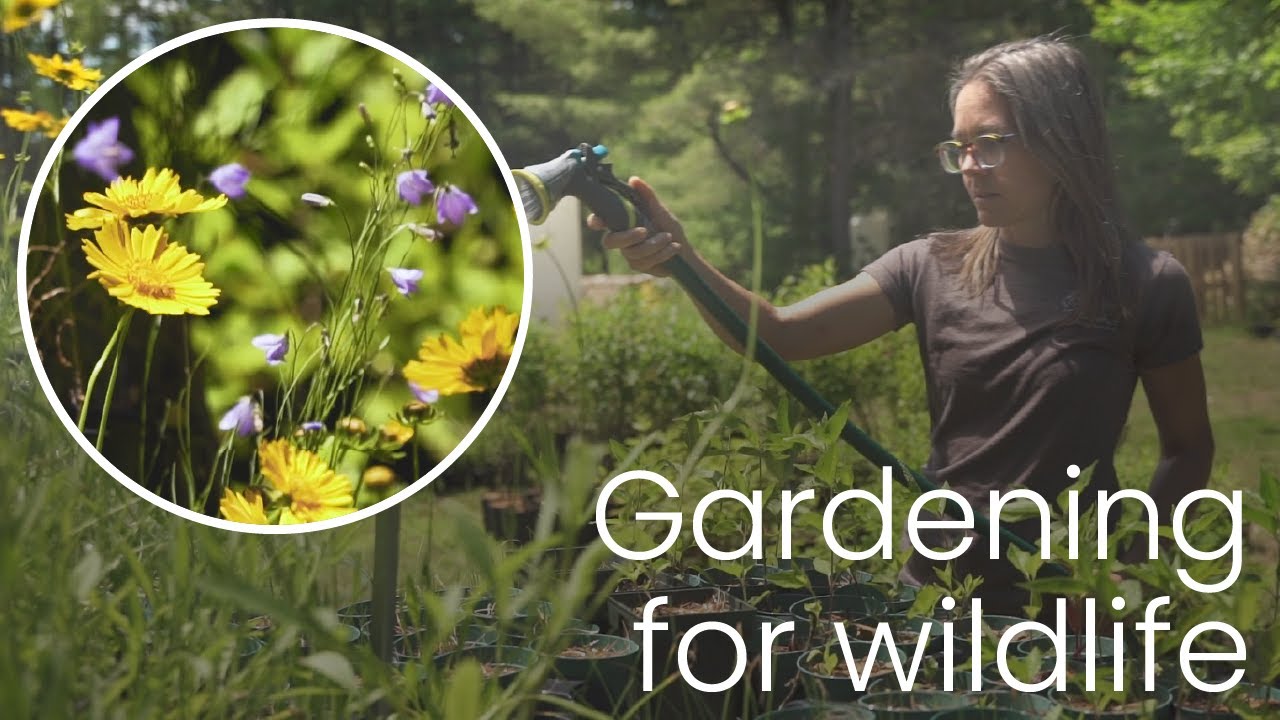 How to support wildlife in our backyards | Gardening for Wildlife Part ...