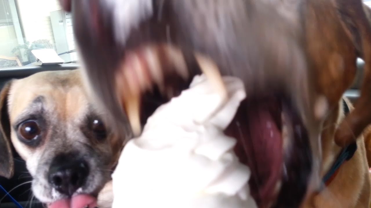 Animals Who Love Ice Cream - YouTube