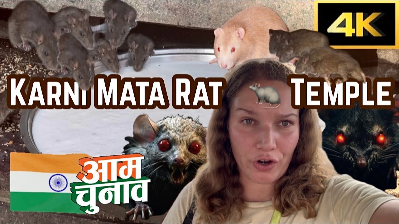 Inside the temple where worshippers REINCARNATE as RATS - YouTube