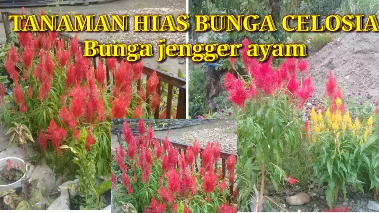 TANAMAN HIAS BUNGA CELOSIA JENGGER AYAM - YouTube