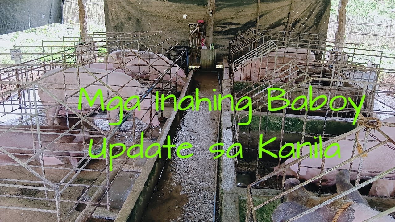 Mga Inahing Baboy, Update sa Kanila @roldanagriph9014 - YouTube