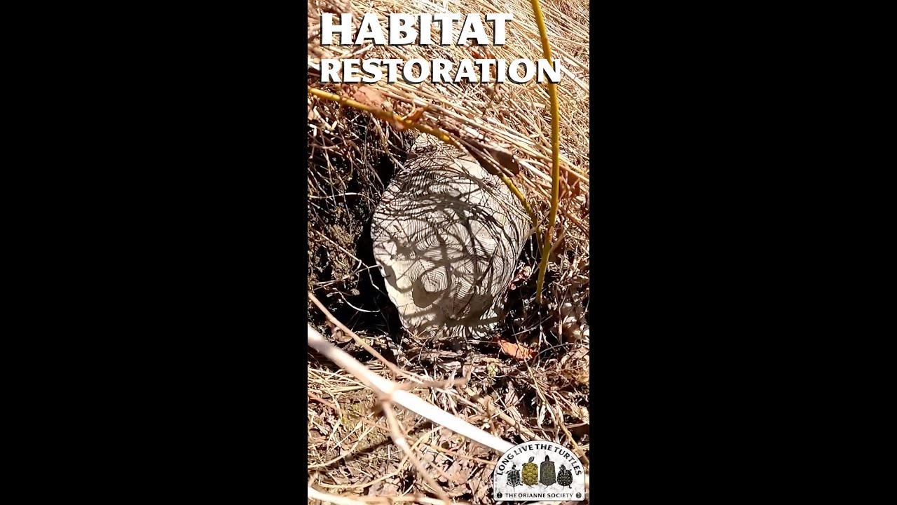 Long Live the Turtles! Habitat Restoration, Stream Bank Erosion ...