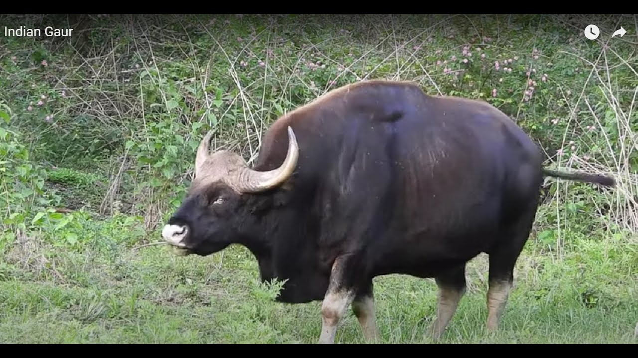 Indian Gaur - YouTube