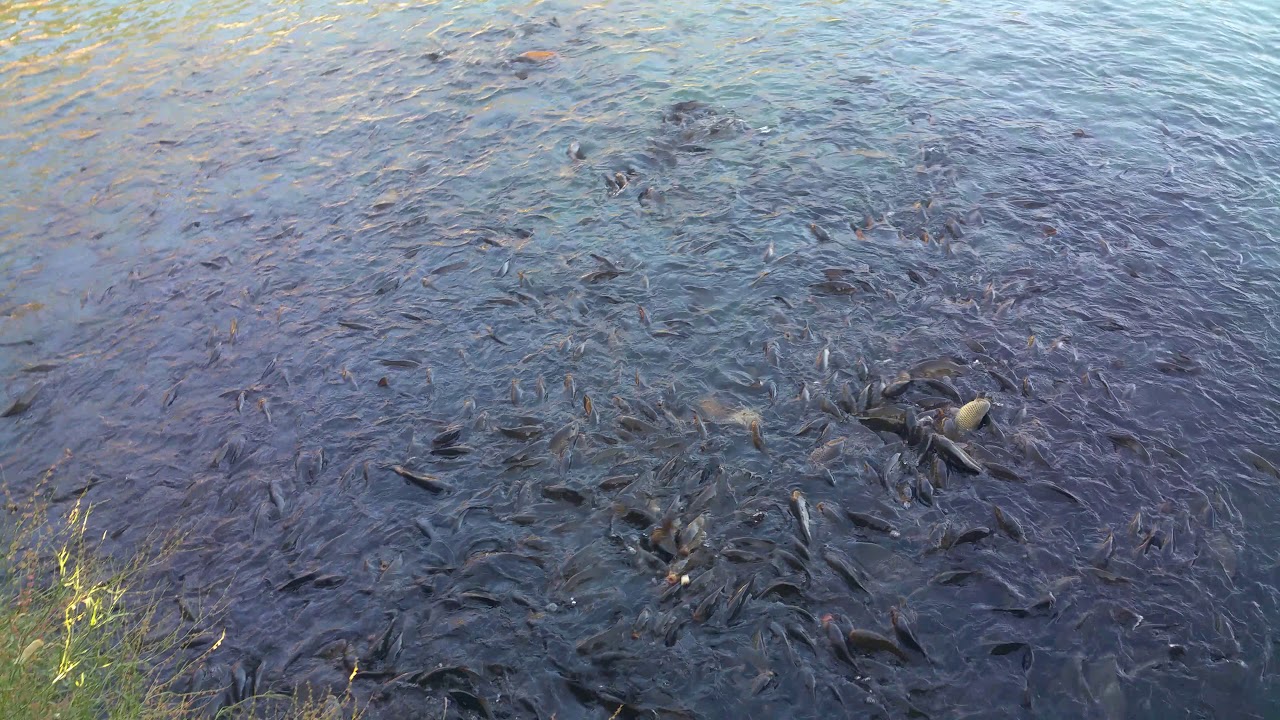 Nainital ki mashure jheel ki machaliya - YouTube