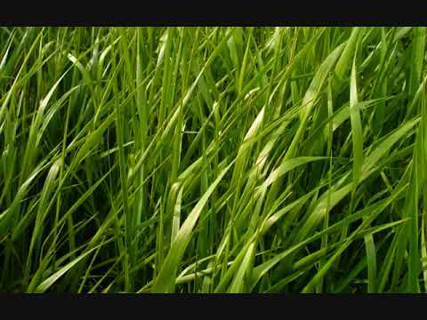 Mehmet Yetkin - Sen Bir Gonca Gülsün Ya Rasulallah (Kasideli)