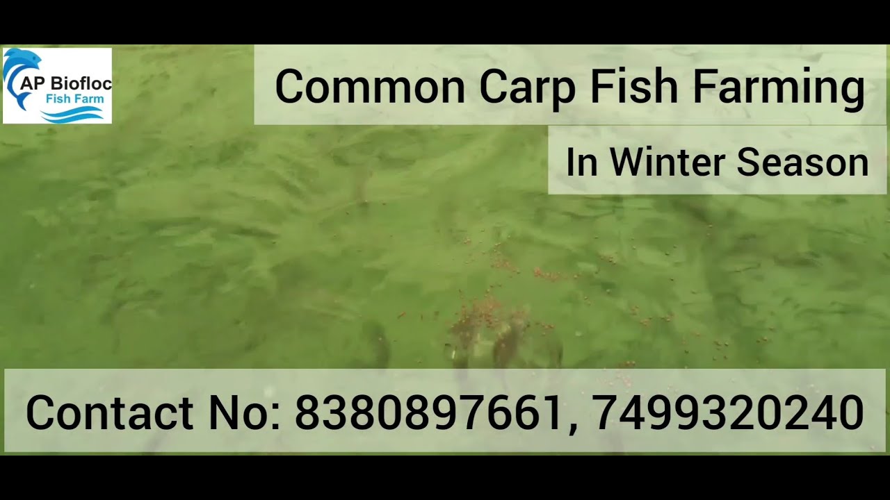 fish stocking in biofloc in gujarat | fish farming in gujarat | biofloc ...