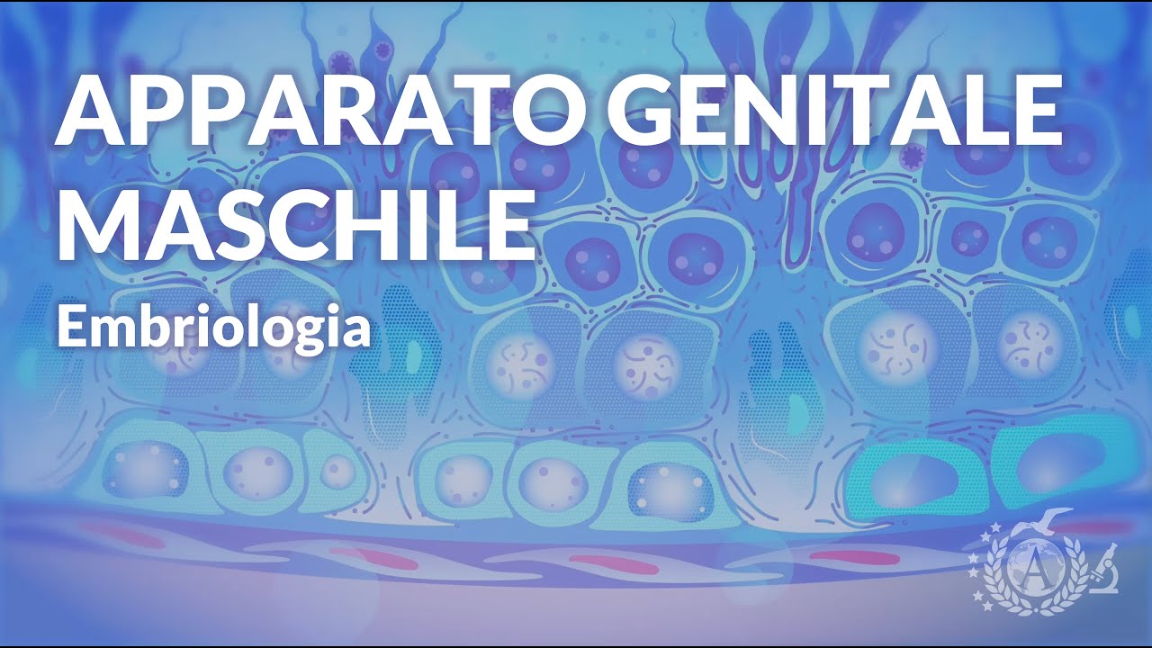 APPARATO GENITALE MASCHILE - Cenni anatomici e funzionali - Embriologia ...
