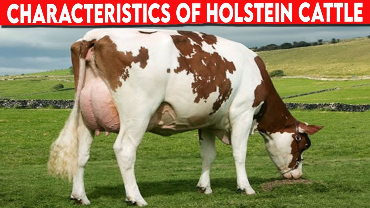 ⭕ Holstein CHARACTERISTICS Cattle Holstein - YouTube