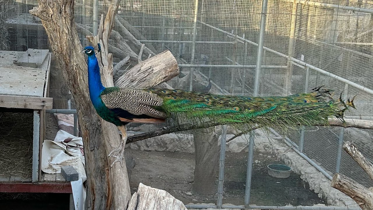 A Day out to Mini zoo at Al Wakra (Location is added in description box ...