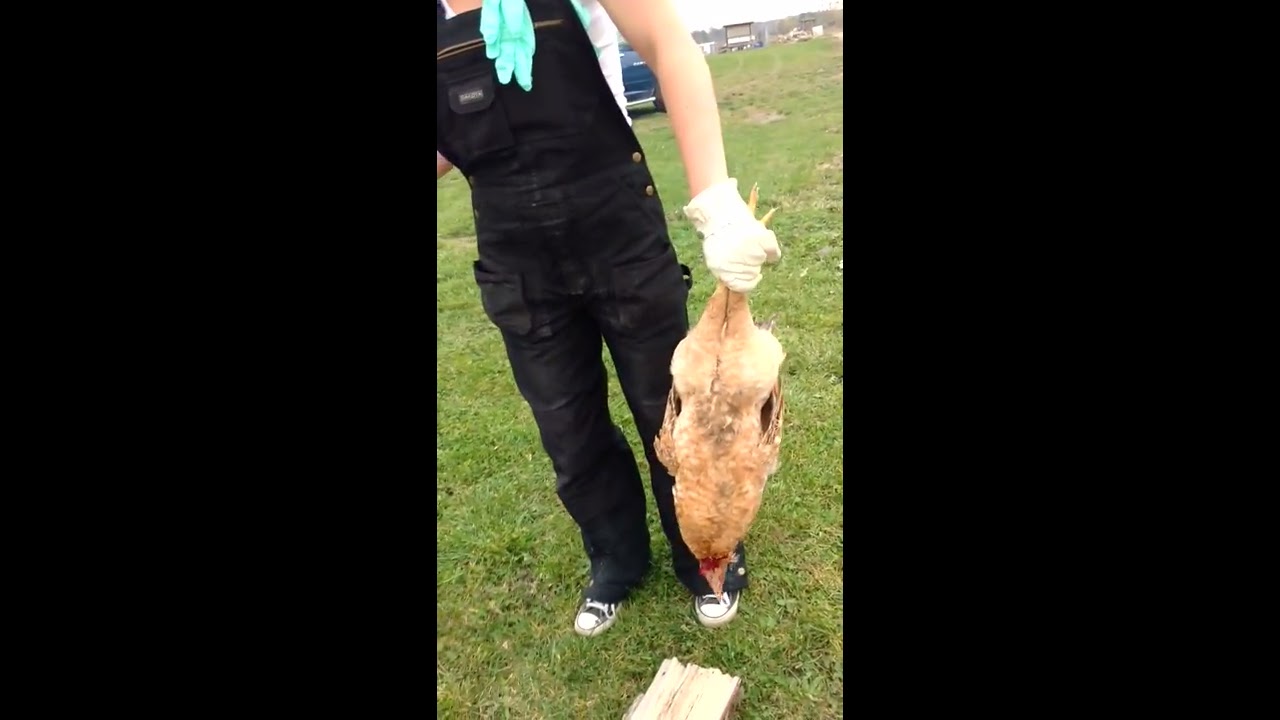 How to butcher a chicken - YouTube
