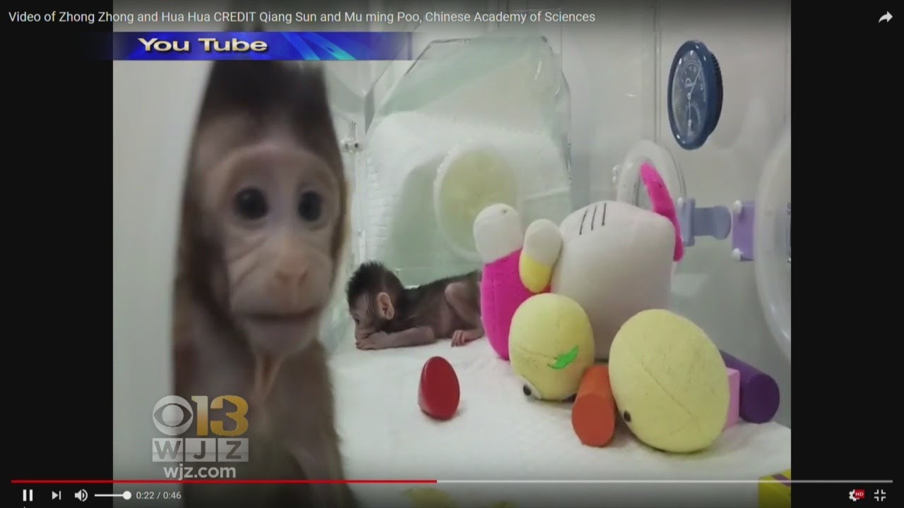Move Over, Dolly: Monkeys Cloned In China - YouTube