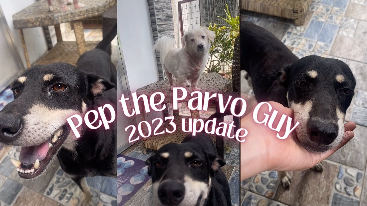 PARVO GUY PEP - A Day In A Life - YouTube