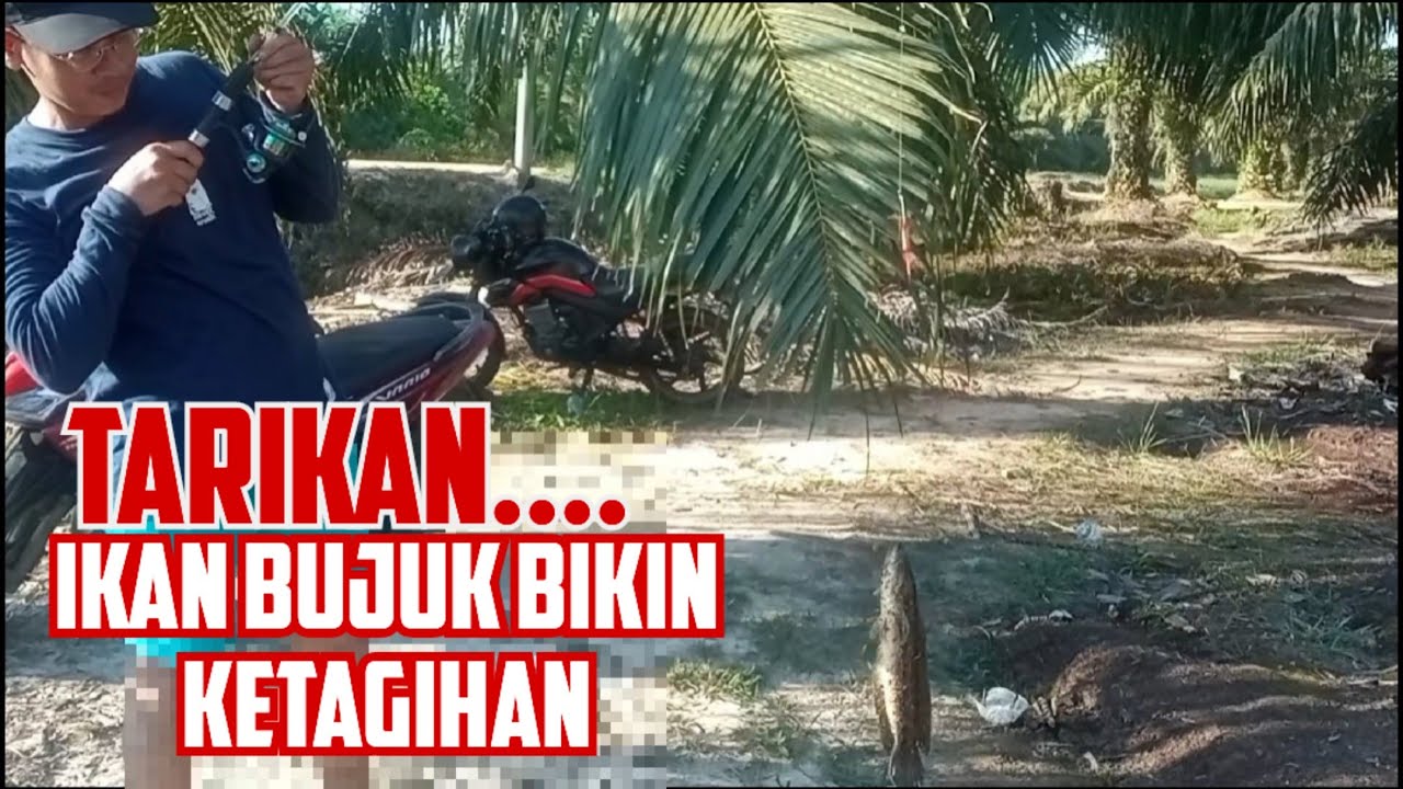IKAN KEHUNG/BUJUK DISINI GILA SEMUA - YouTube