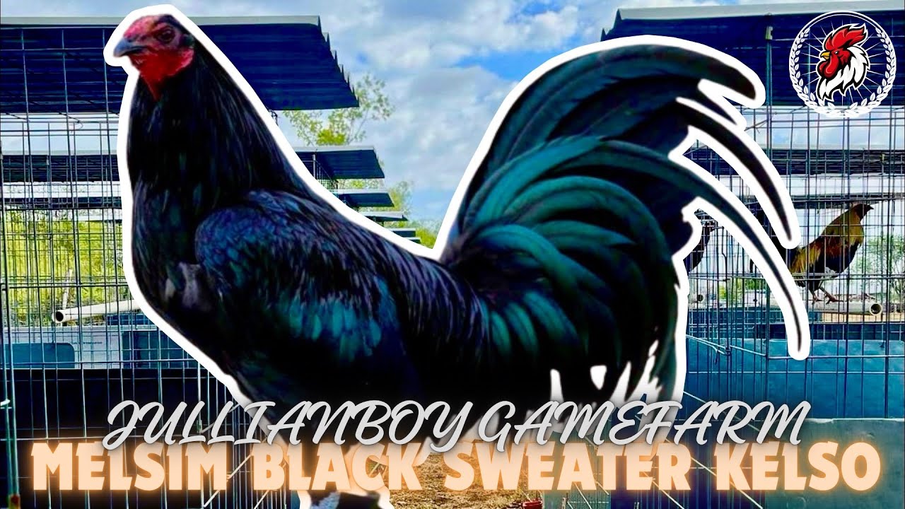 Melsim Black Sweater Kelso | JULLIANBOY GAMEFARM - YouTube