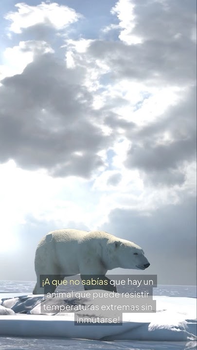 ¿Cómo hacen los osos polares para no congelarse? Descúbrelo aquí 🐻‍ ️ ️ - YouTube