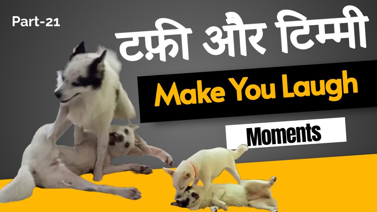 You won't believe what these dogs can do to make you laugh | Cute And ...