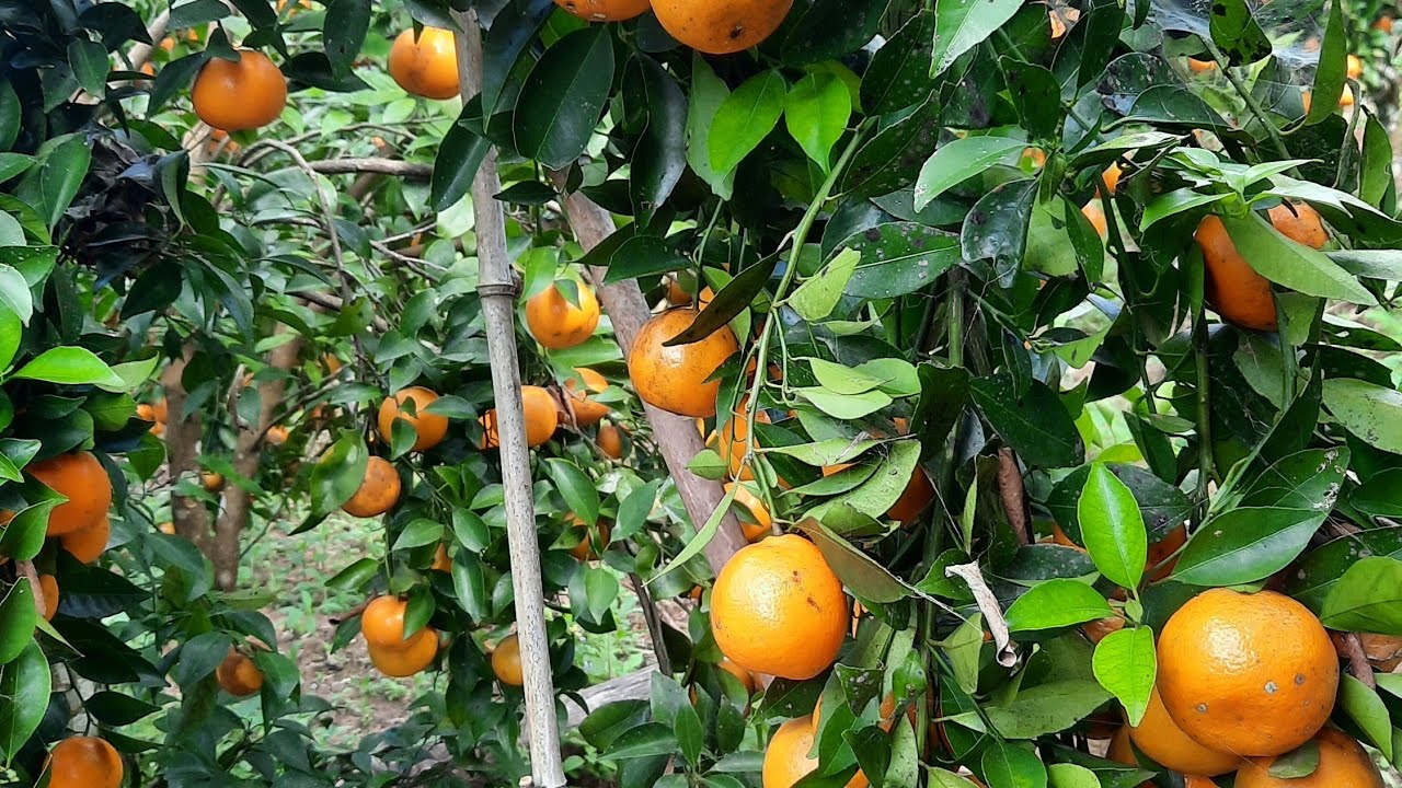 Fresh orange farm in Laos - YouTube