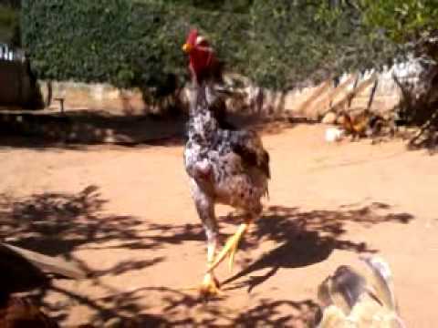 indio gigante maior do brasil [sp interior] - YouTube