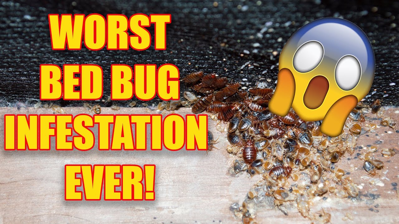 The WORST Bed Bug Infestation Ever 😱 | This is Shocking! - YouTube