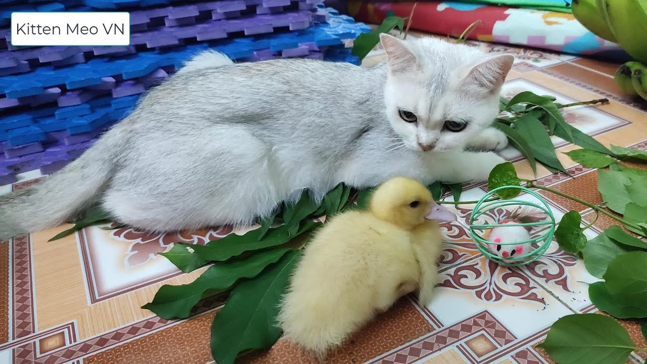 Clumsy the yellow goose lies next to the white cat Min - YouTube