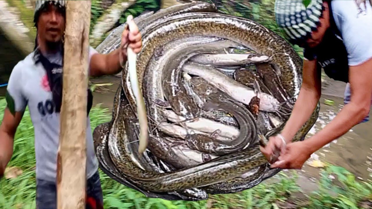KASILI FISH HUNTING wild kasili fish hunting ng pinas - YouTube