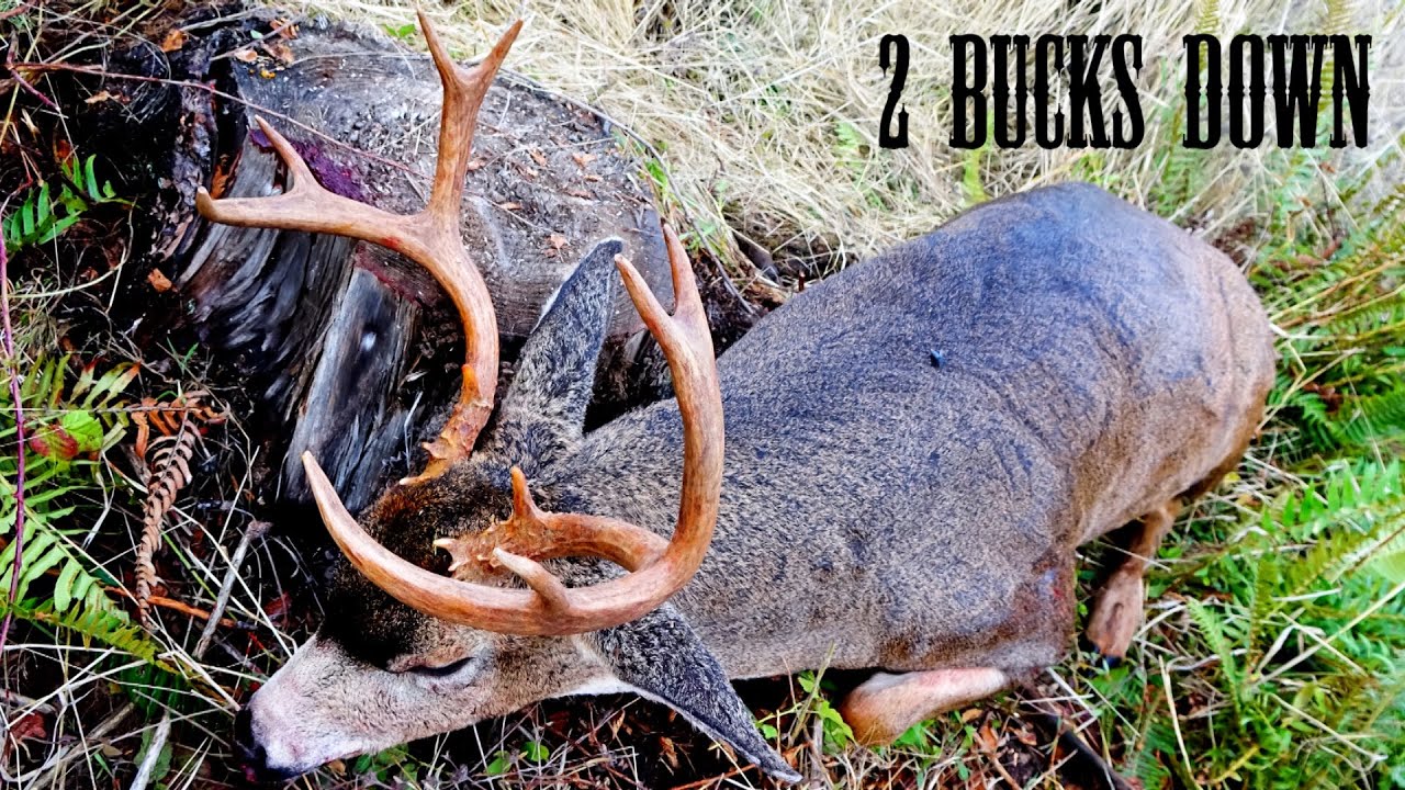MY BIGGEST BUCK EVER!!! 4x4 Oregon Coastal Blacktail Hunt - YouTube