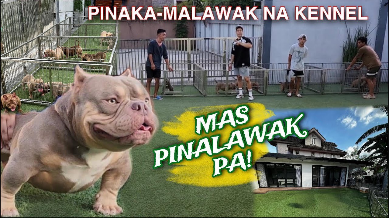 JBROS PH HOME OF THE BEST NANO EXOTIC BULLY | KANG X KISSES BREEDING 2 ...