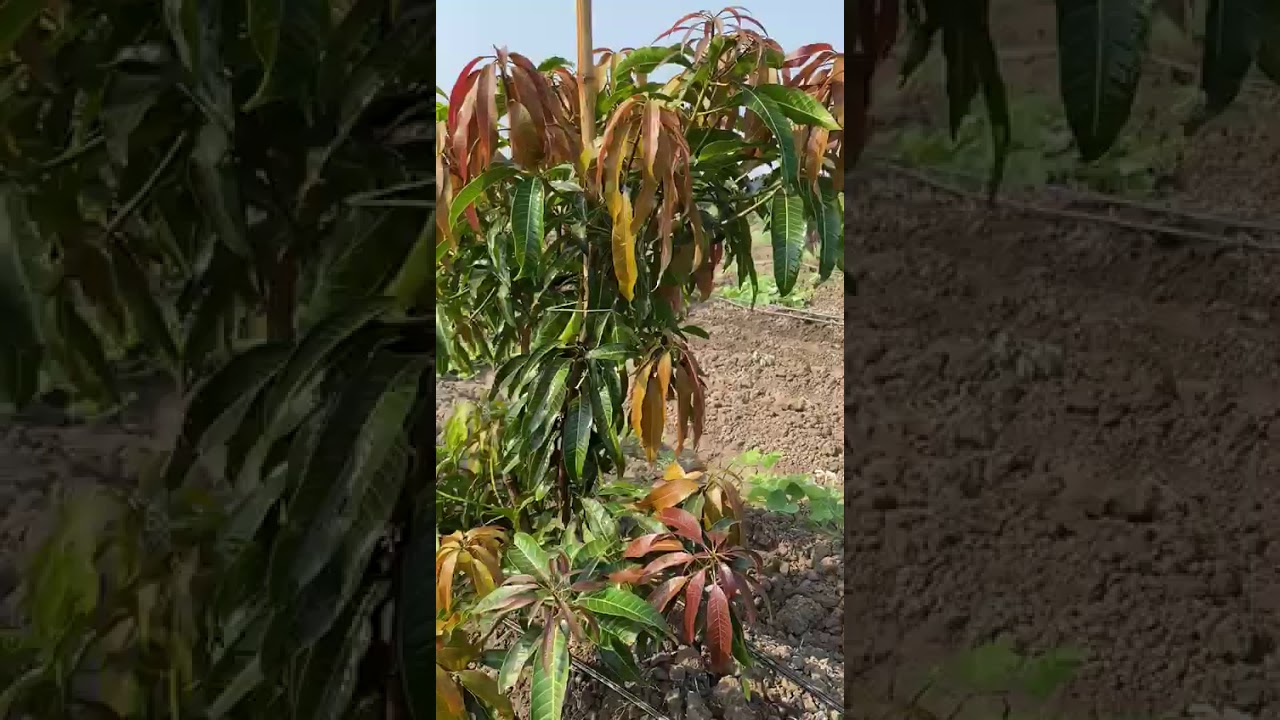 Mango tree spray - YouTube
