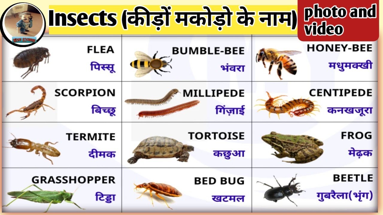insects name in hindi and english।। कीड़ों मकोड़ो के नाम हिंदी और ...