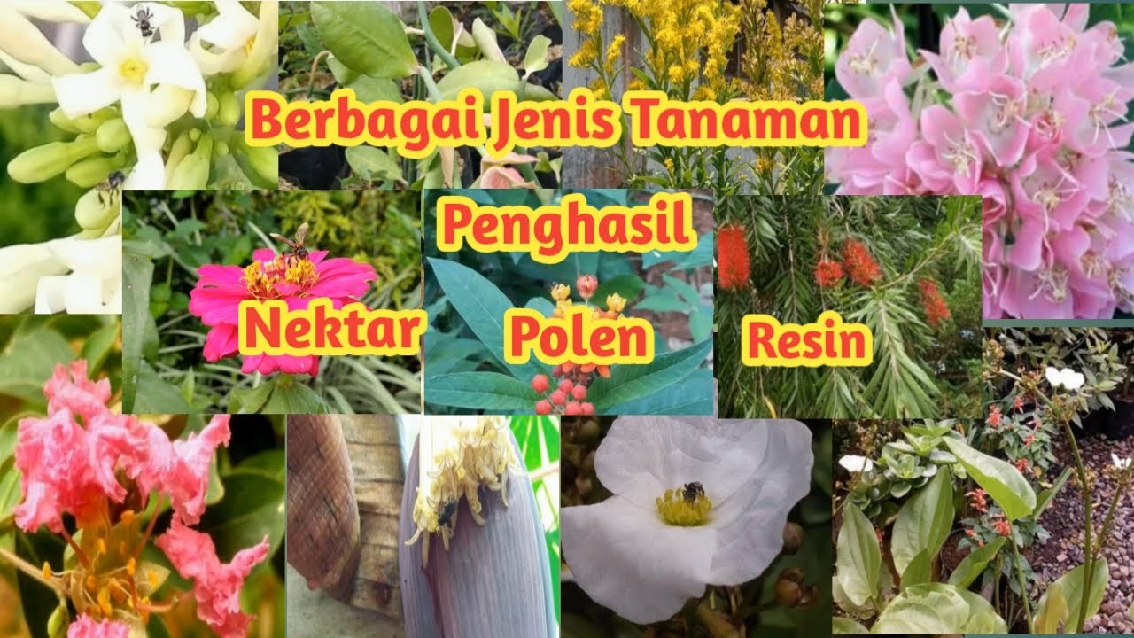 Macam Macam Tanaman Bunga Buat Vegetasi Pakan Lebah Madu Apis cerana ...