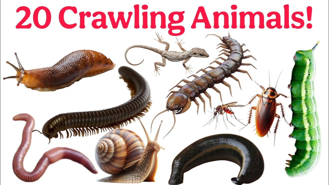 Crawling Name | 20 Crawling Animals | Learn Animal Names in English ...