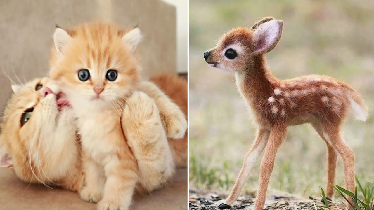 Cutest Baby Animals You Wish Were Pets | MonoFlix TV - YouTube