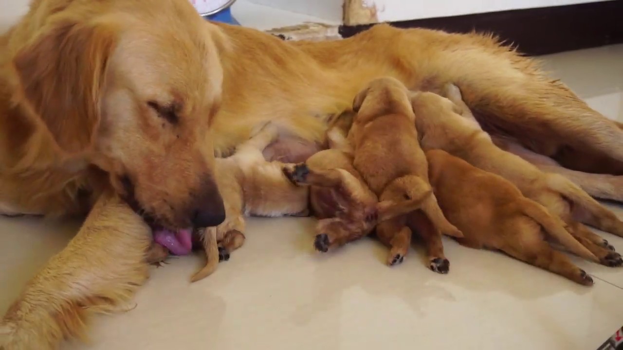 Golden Retriever Giving Birth from Day 1 - YouTube