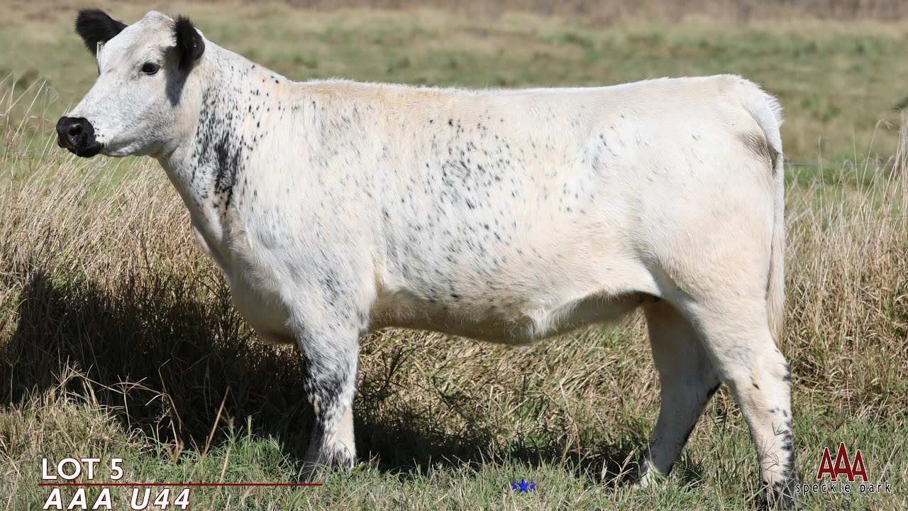 Lot 5 AAA U44 - YouTube