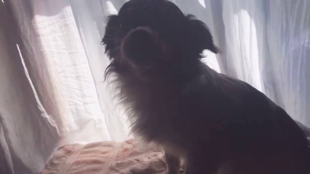 Funny dog singing - YouTube