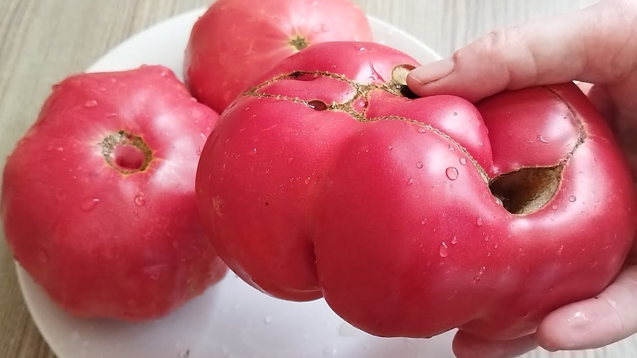 Domates Tohumu Nasıl Alınır ? Hangi Domateslerin Tohumları Alınır ...