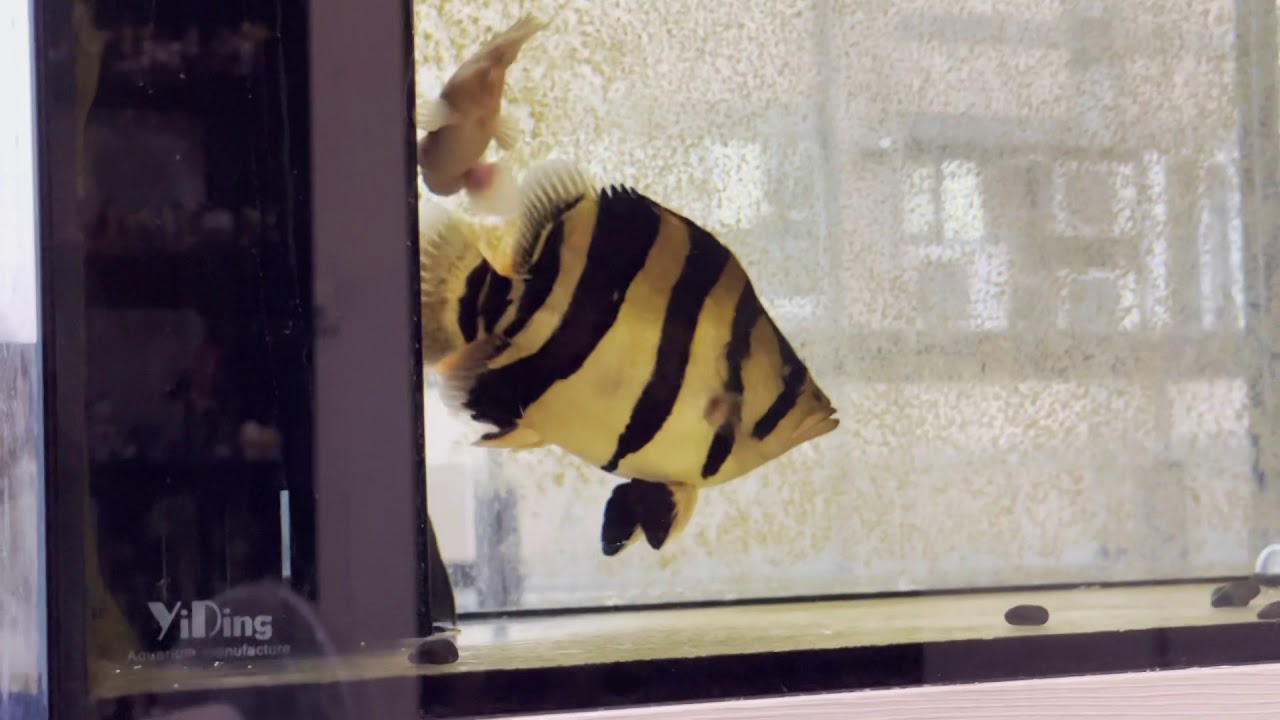 Short body Indonesia tiger fish datnoid - YouTube