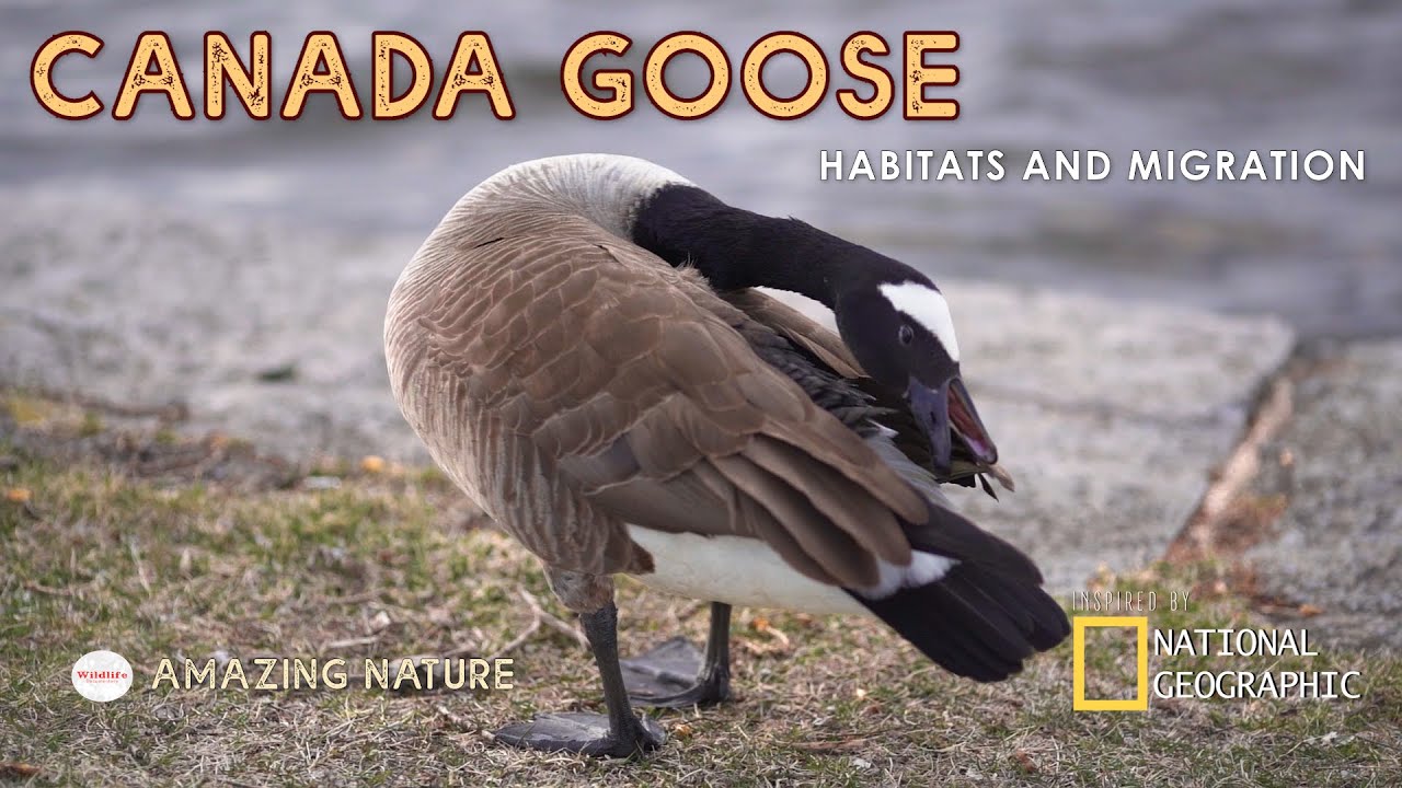 Call of Canada Goose - Habitats And Migrations - Amazing Close Up Shots ...