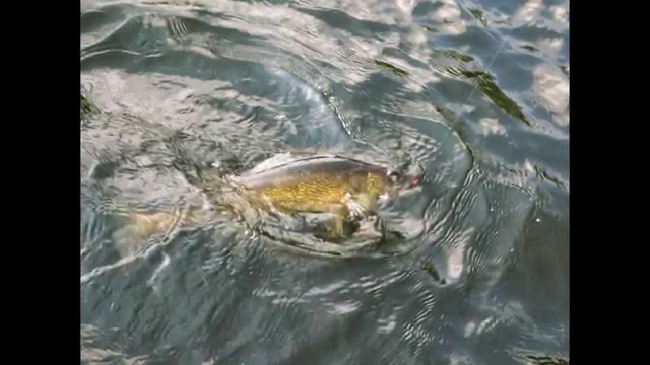 Fishing French River - Walleye - YouTube