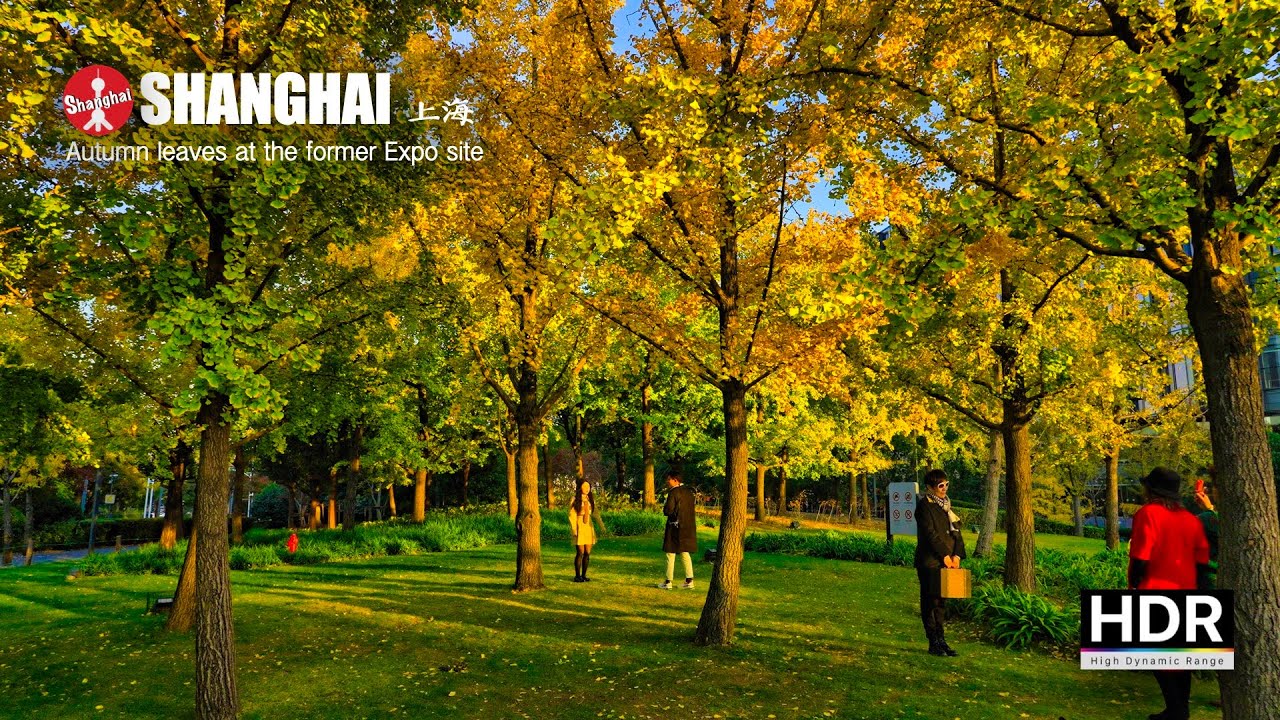[4K HDR] Shanghai Autumn Leaves Walking Tour 🍁 Former Expo Site 上海红叶步行之 ...