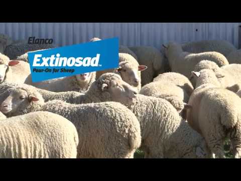 Extinosad Pour On application video - YouTube